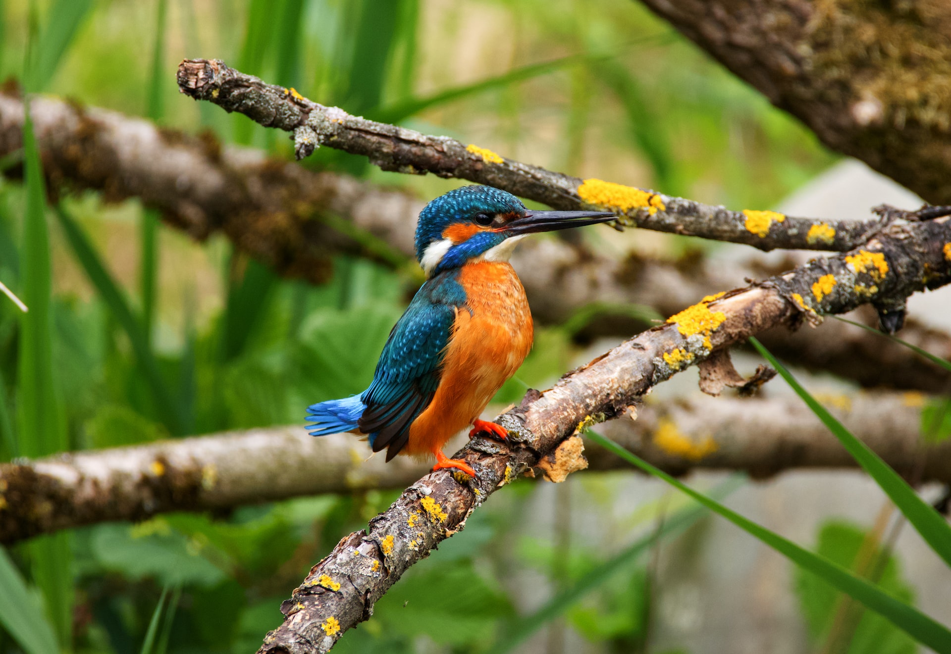 Bird Watching Safaris in Akagera National Park – Best Rwanda Birding ...