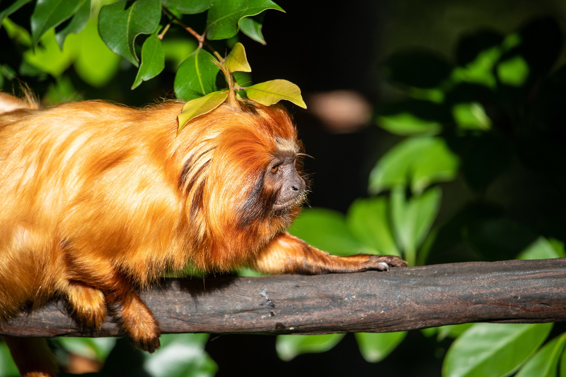 7 Days Rwanda Primates, Wildlife & Leisure Safari - Akagera National ...