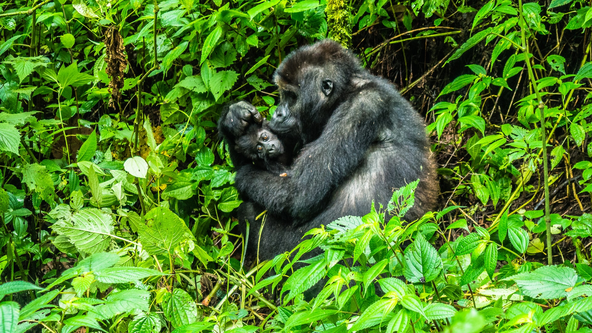 DR Congo Gorilla & Wildlife Safaris - Akagera National Park Rwanda